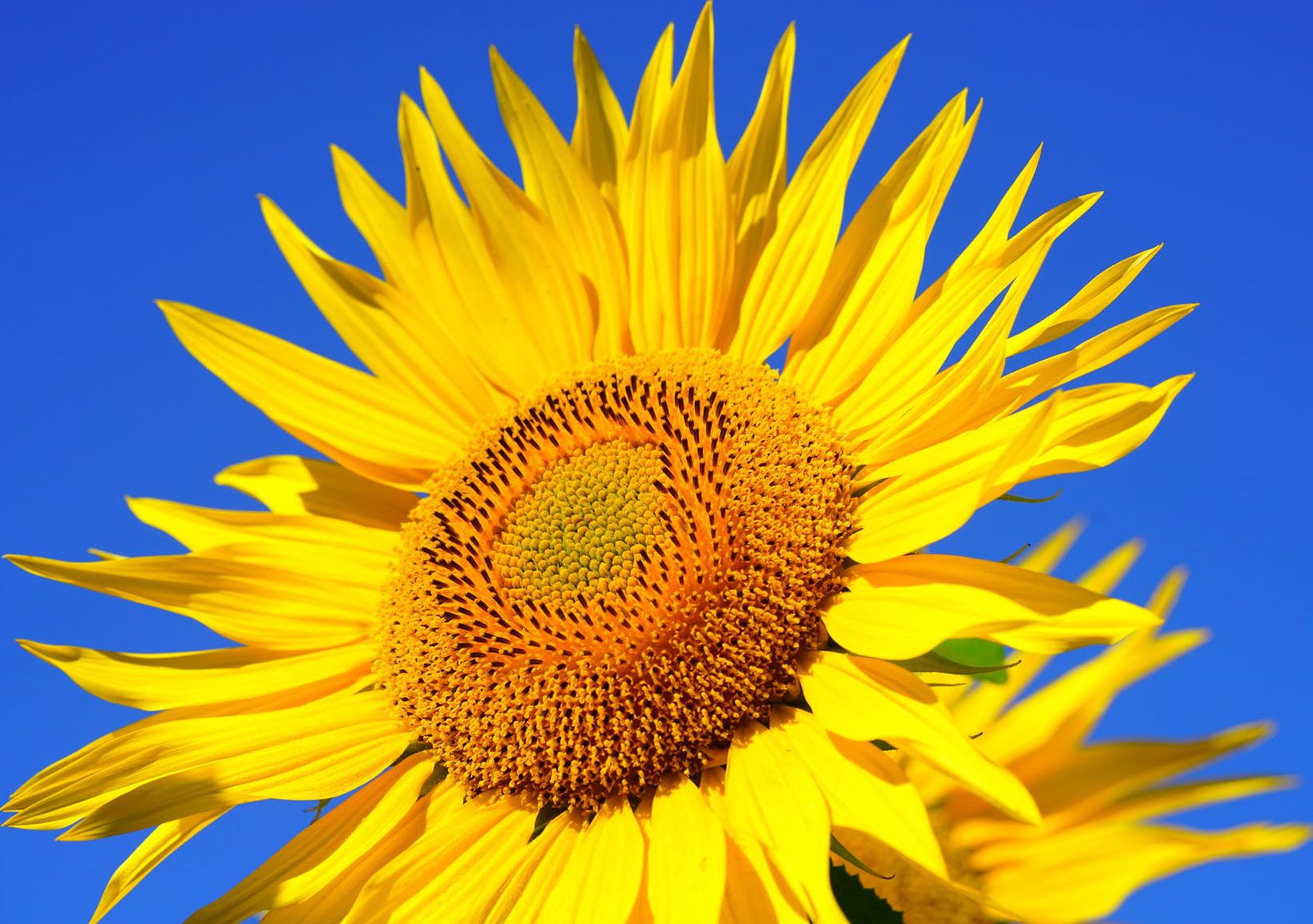 cropped-sun-flower-blossom-bloom-pollen-541484.jpeg | Nut Free Mom Blog ...